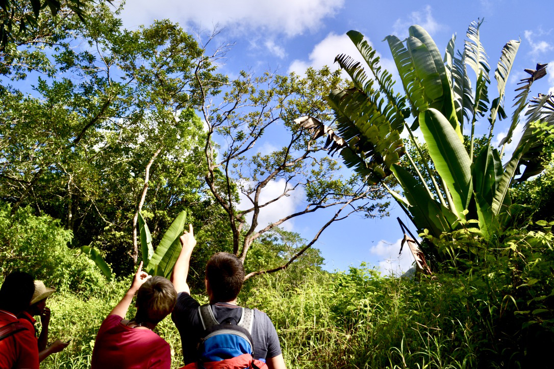 The South's Wild Beauty of Mauritius